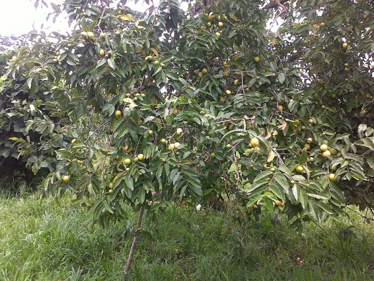 Descubriendo el Guayabo (Psidium Guajava): Un Ícono Tropical