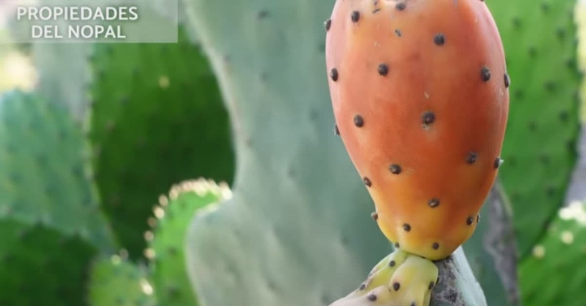 Nopal (Opuntia ficus-indica) - Características, usos y cuidados
