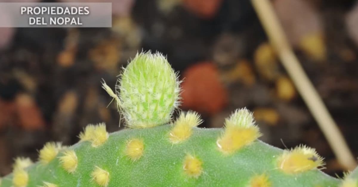 Nopal (Opuntia ficus-indica) - Características, usos y cuidados
